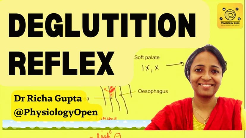Understanding the Deglutition Reflex: The Phases of Swallowing | Galaxy