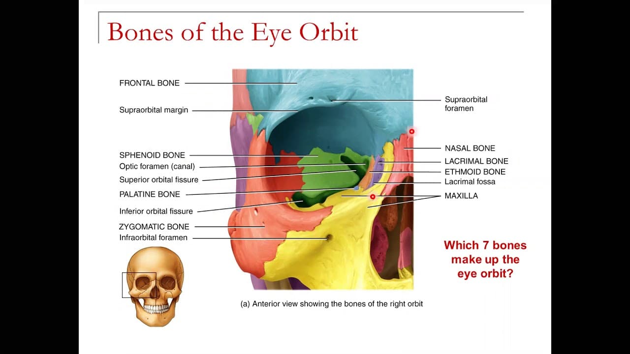 Understanding the Sphenoid and Ethmoid Bones: Key Structures and ...