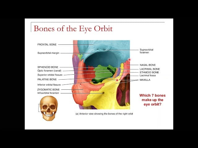 Understanding the Sphenoid and Ethmoid Bones: Key Structures and ...