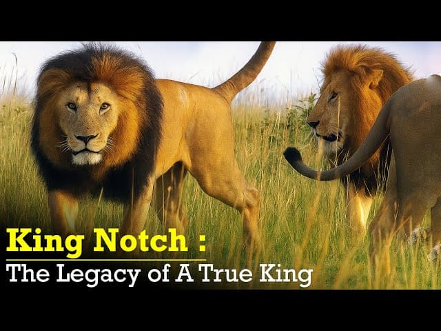 The Rise and Legacy of King Notch: The Greatest Lion in the World ...