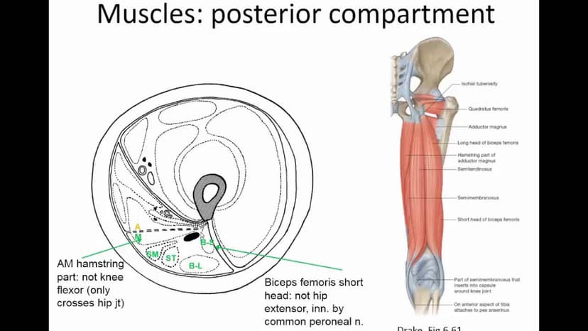 Understanding the Posterior Muscle Compartment of the Thigh | Galaxy