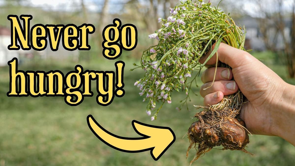 Rediscovering America's Wild Fairy Potatoes: A Guide to Foraging and ...