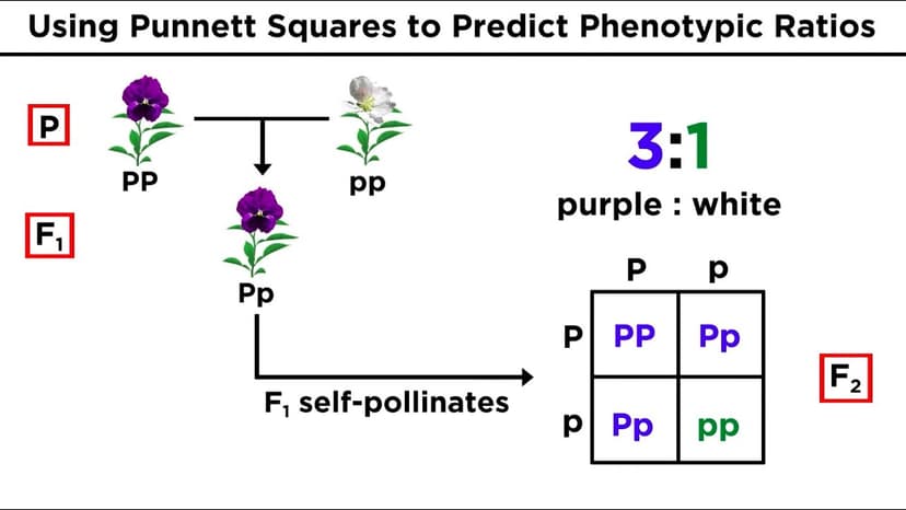 Understanding Mendelian Genetics and Punnett Squares | Galaxy.ai
