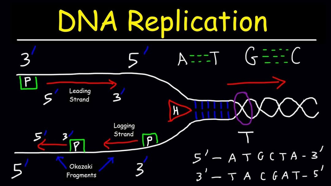 Understanding DNA Replication: Leading Strand, Lagging Strand, and ...