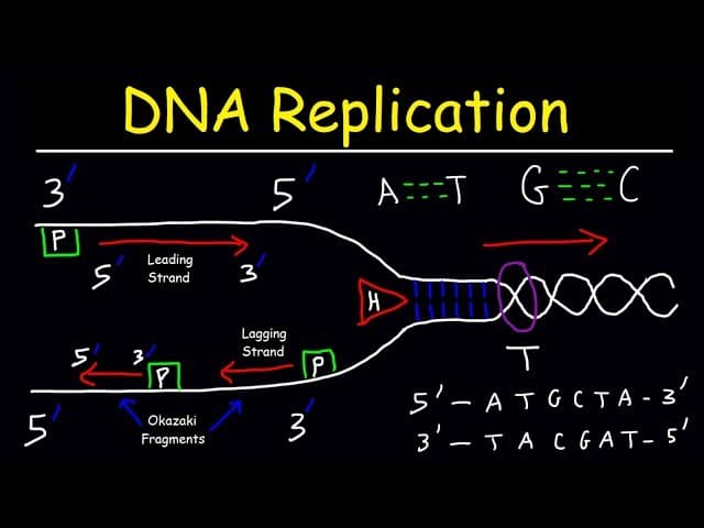 Understanding DNA Replication: Leading Strand, Lagging Strand, and Okazaki Fragments Explained ...