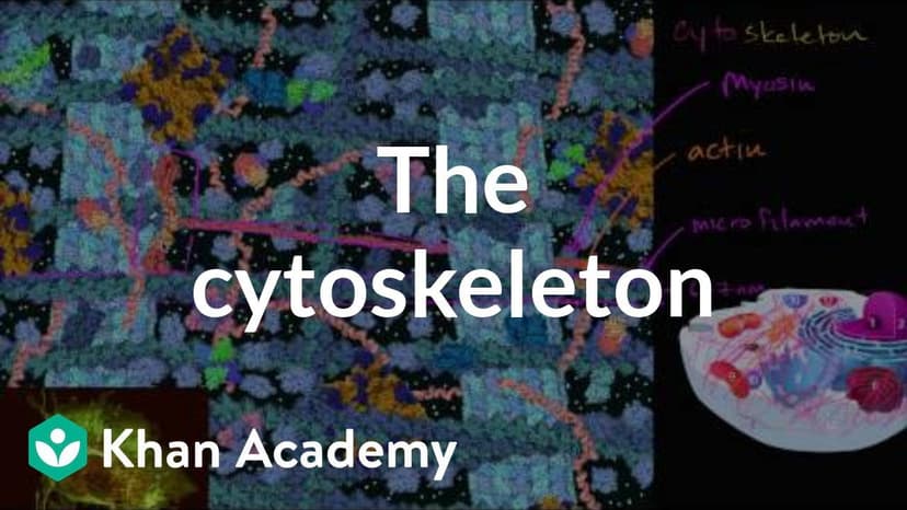 Understanding the Cytoskeleton: The Hidden Structure of Cells | Galaxy ...
