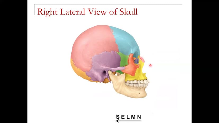 Understanding the Lateral View of the Skull: Key Structures and ...