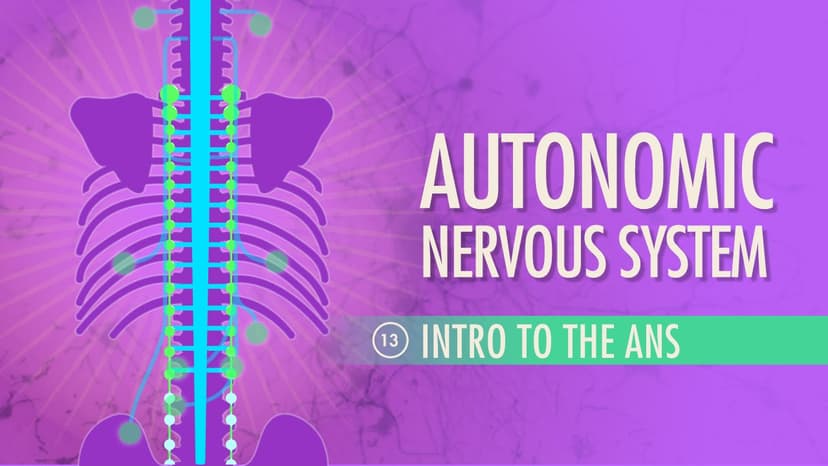 Understanding the Autonomic Nervous System: A Deep Dive into Its Dual ...