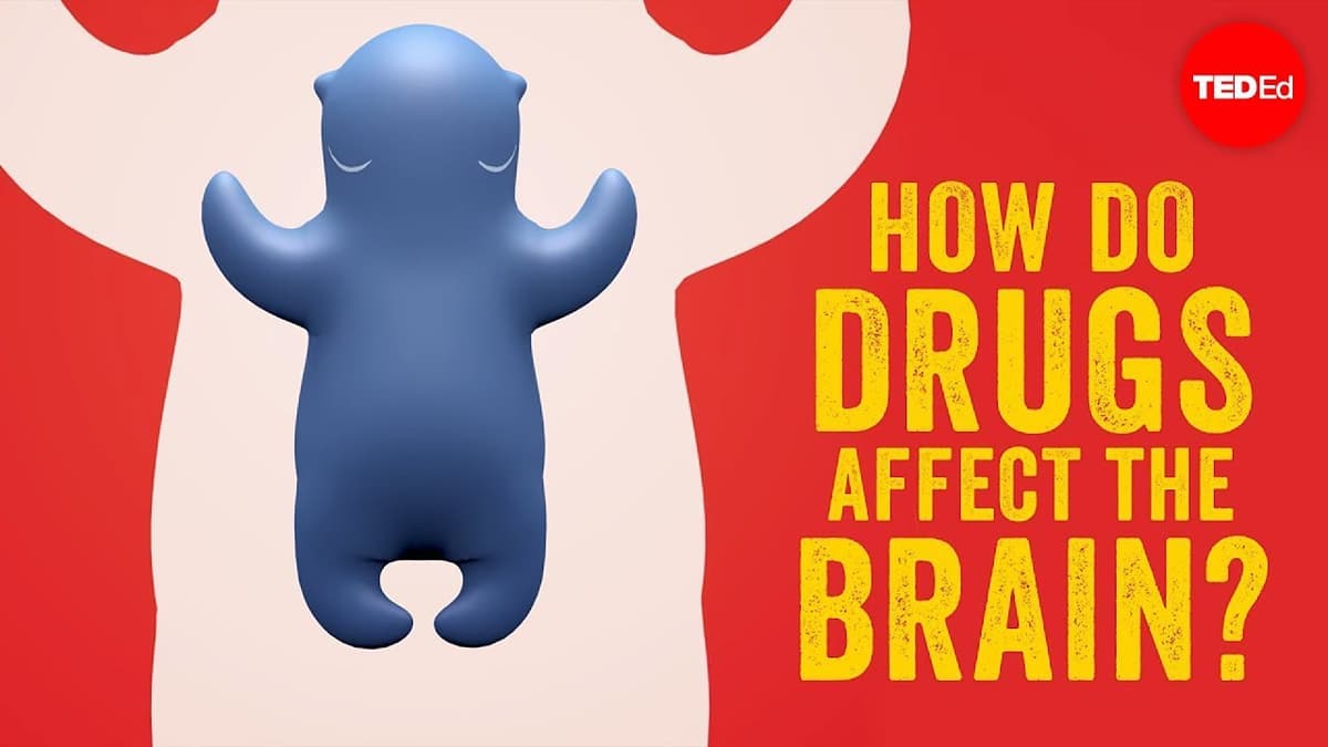 Understanding How Drugs Affect the Brain: Mechanisms and Implications ...