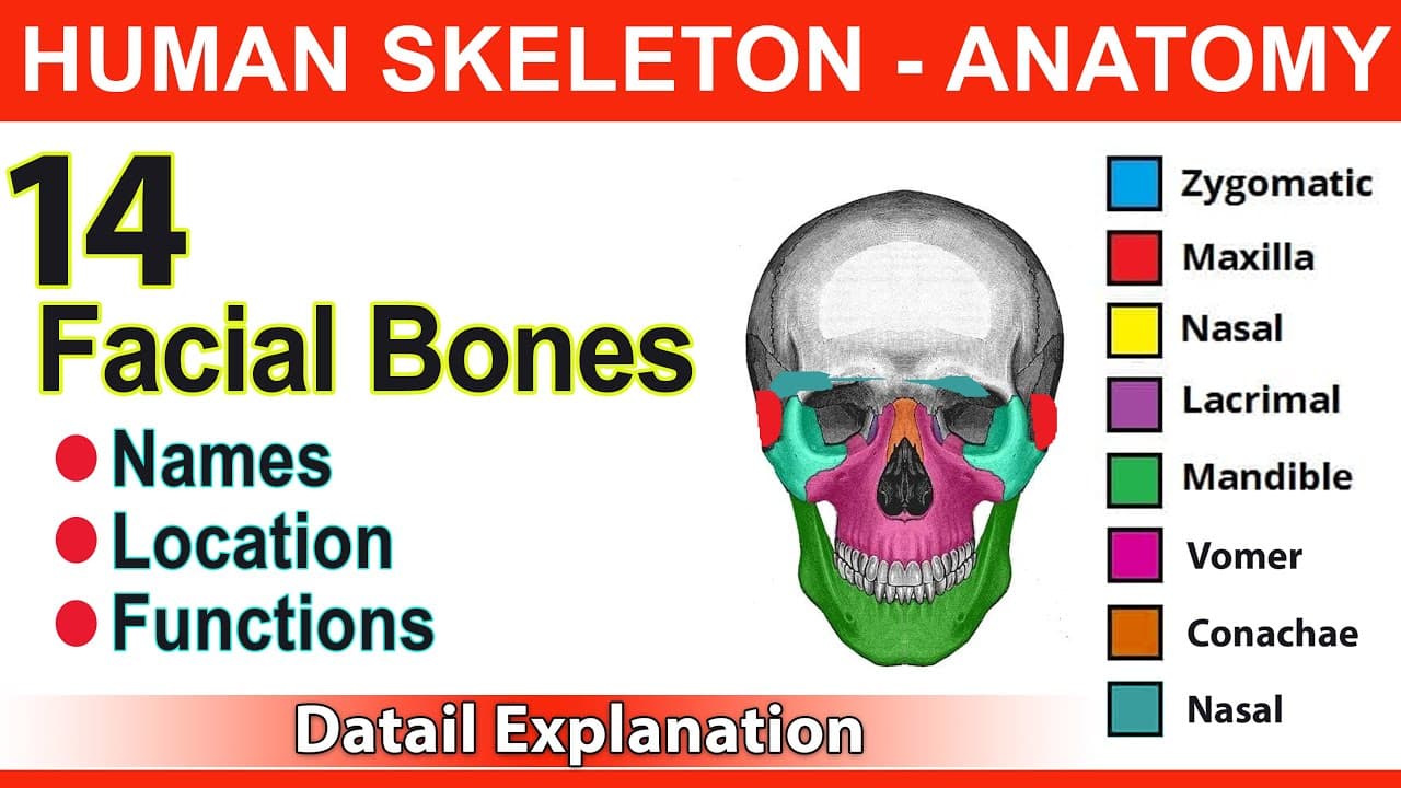 Understanding the 14 Facial Bones of the Human Skull | Galaxy