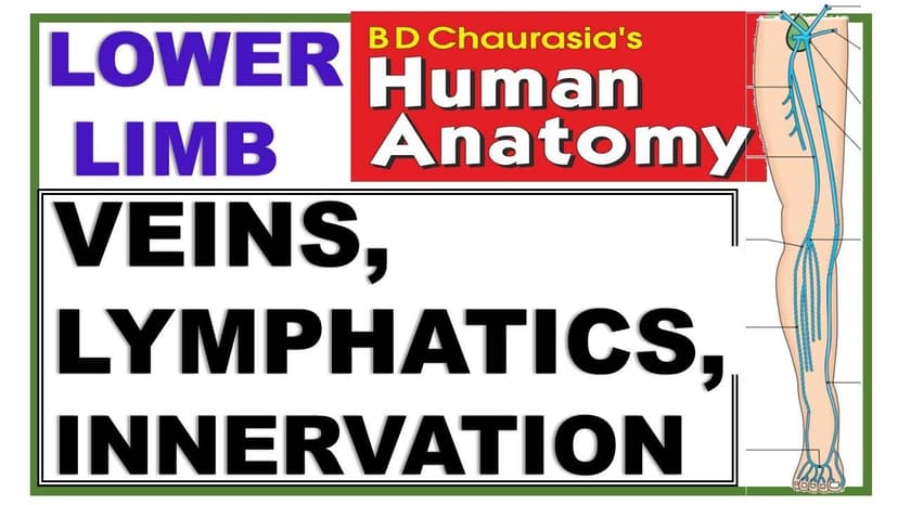 Understanding Lower Limb Anatomy: Venous and Lymphatic Drainage and ...