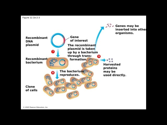The Monkey Business Illusion: A Lesson in Attention and Perception ...