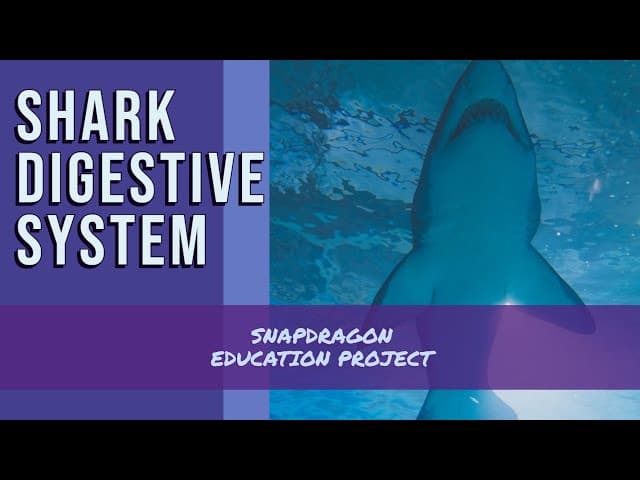 Exploring the Shark Digestive System: Anatomy and Function | Galaxy.ai