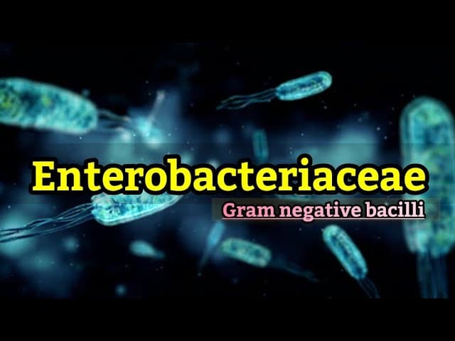 Understanding the Enterobacteriaceae Family: Causes, Symptoms ...