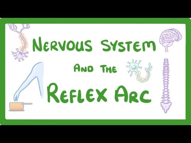 Understanding the Nervous System and Reflex Arc in Humans | Galaxy.ai