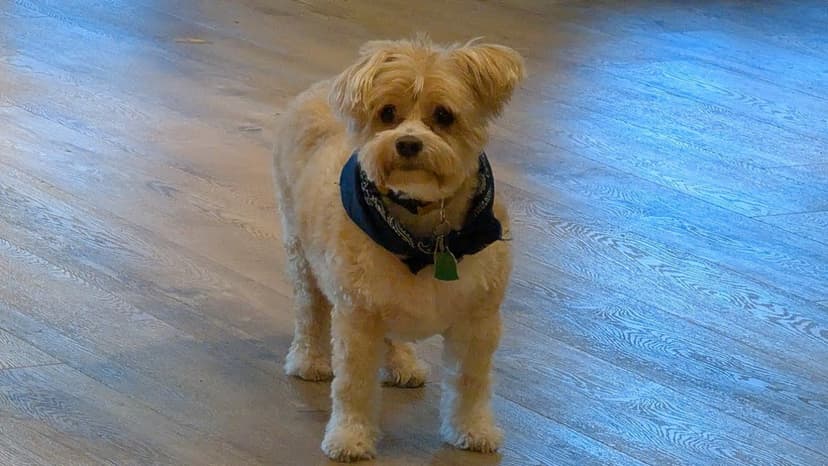 Designing Effective Pit Displays for F1 in Schools Competitions | Galaxy.ai