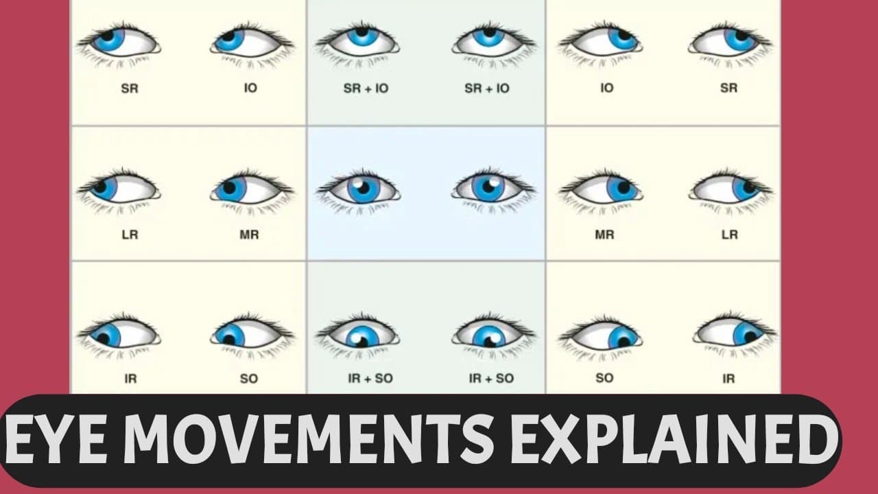 Understanding Eye Movements: Ductions, Versions, and Vergence Explained ...