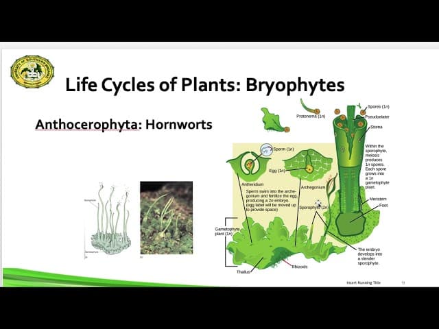 Understanding the Life Cycle of Bryophytes: A Comprehensive Guide ...