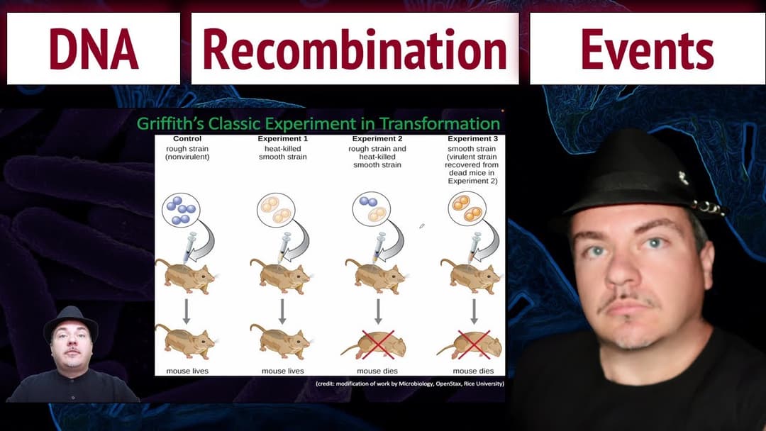 Understanding DNA Recombination: Conjugation, Transformation ...
