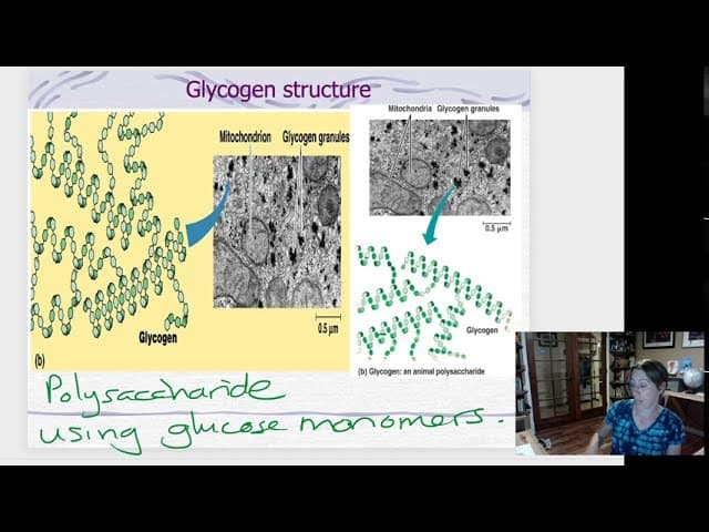 Understanding Glycogen: The Animal Storage Polymer of Glucose | Galaxy.ai