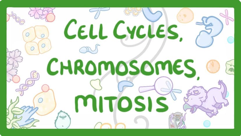 Understanding the Cell Cycle: Chromosomes and Mitosis Explained ...