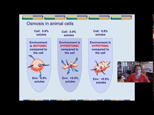 Understanding Osmosis in Animal and Plant Cells | Galaxy.ai | Galaxy.ai