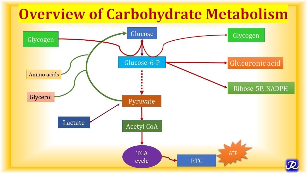 Carbohydrate Metabolism Glycogen Metabolism: Glycogenolysis And