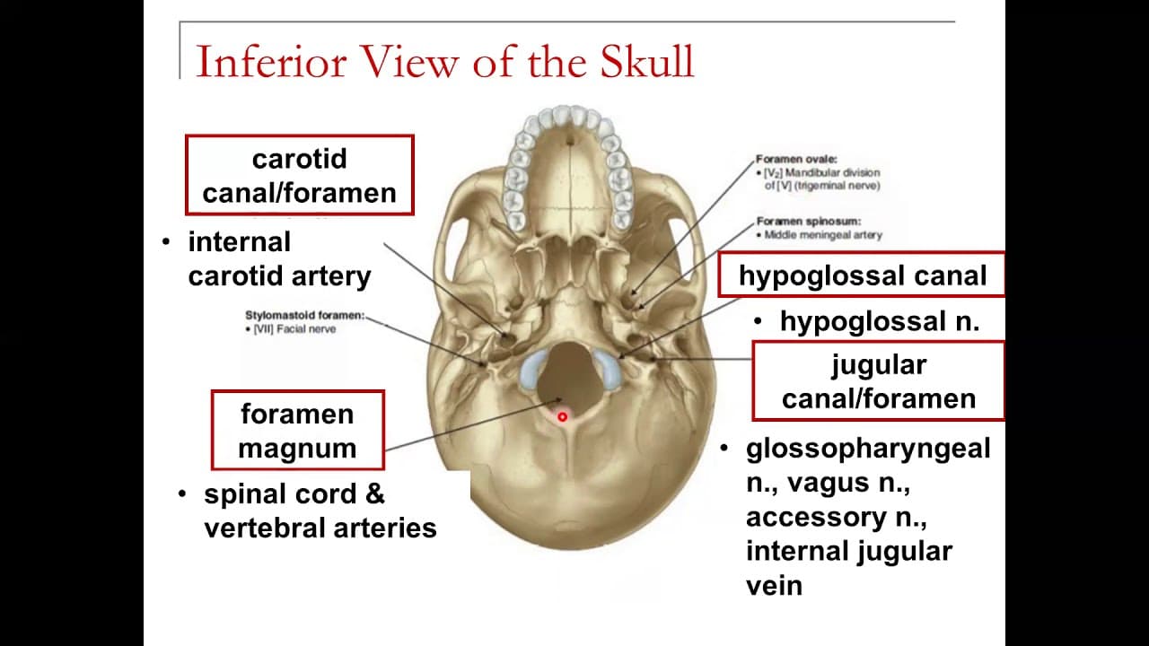 Understanding the Inferior View of the Skull: Key Structures and ...