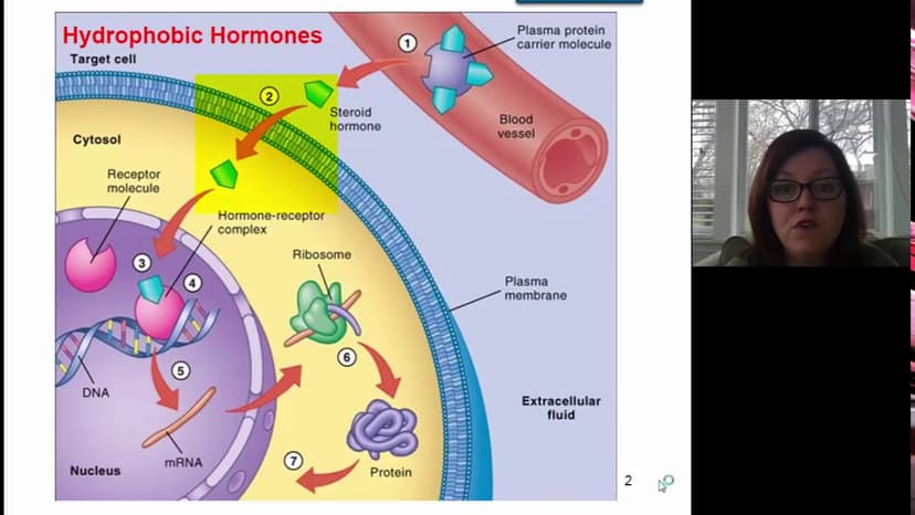 Understanding the Endocrine System: A Comprehensive Overview | Galaxy.ai | Galaxy.ai