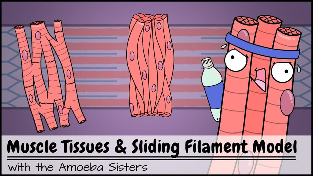 Understanding Muscle Tissues and the Sliding Filament Model of ...