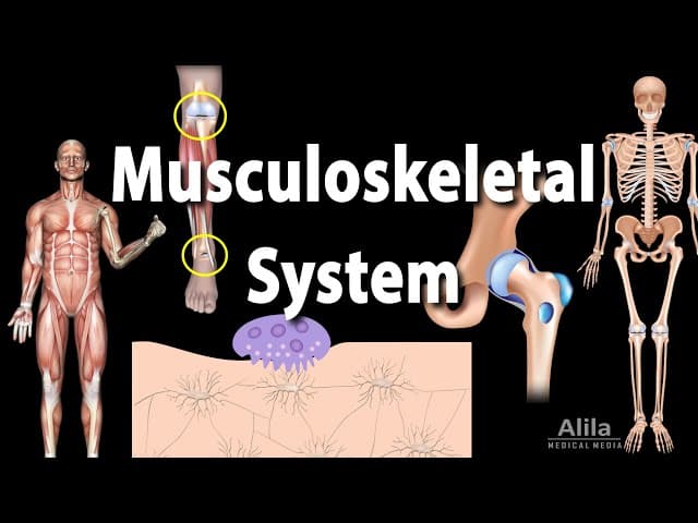Understanding the Musculoskeletal System: Structure, Function, and ...