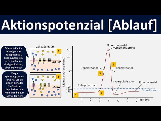 Understanding Action Potentials: Depolarization, Repolarization, and ...
