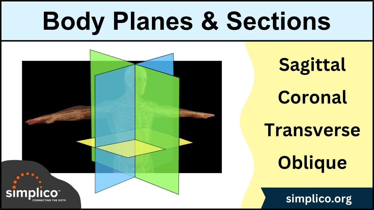 Oblique Plane Anatomy Body Planes And Sections: Anatomical Position,