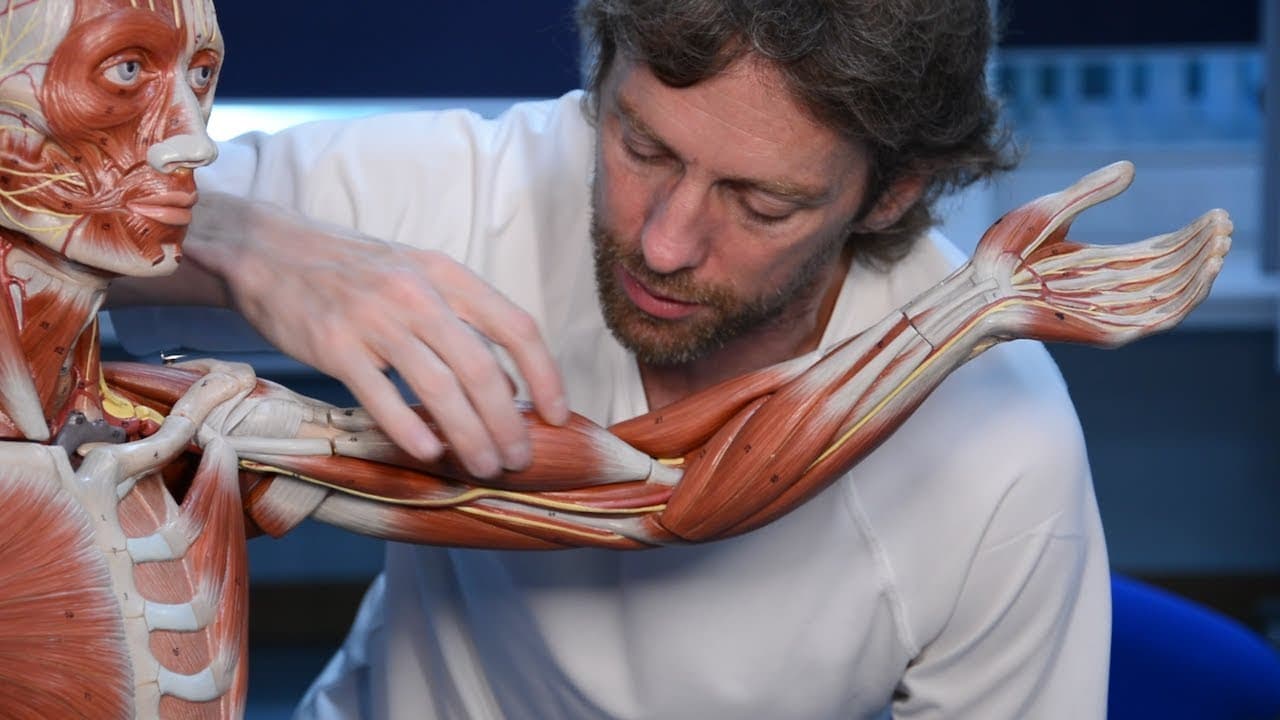 Anatomy Of The Elbow Muscles