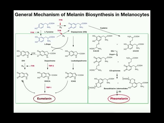 Understanding the Melanin Biosynthesis Pathway: Eumelanin and ...