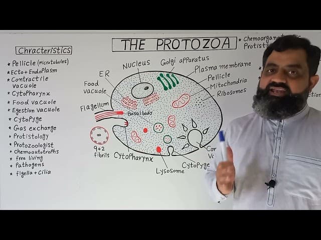 Understanding Protozoa: Characteristics and Structure of the Kingdom ...
