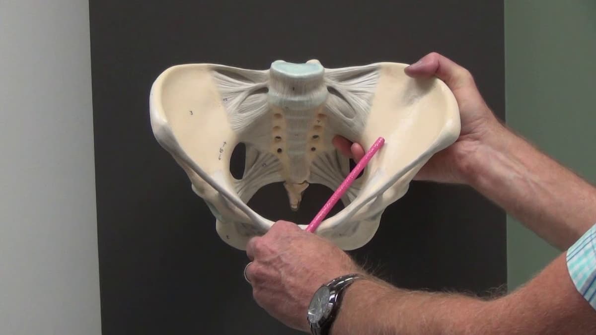 Understanding Pelvis Osteology: True and False Pelvis Explained ...