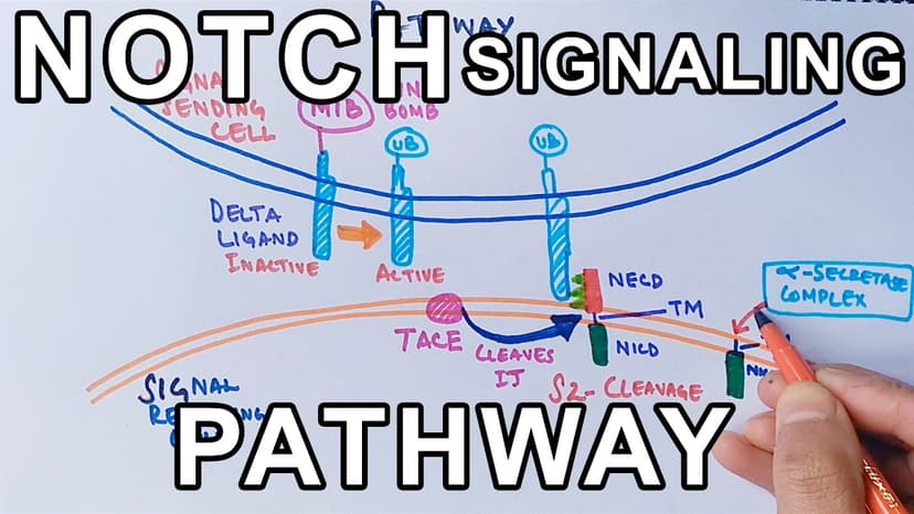 Understanding the Notch Signaling Pathway: Mechanisms and Functions ...