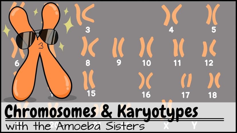 Understanding Chromosomes and Karyotypes: A Comprehensive Guide ...