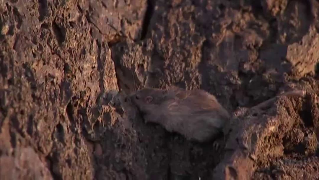 The Evolutionary Tale of the Rock Pocket Mouse: A Case Study in Natural ...