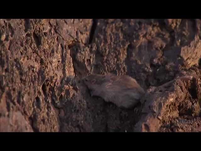 The Evolutionary Tale of the Rock Pocket Mouse: A Case Study in Natural ...