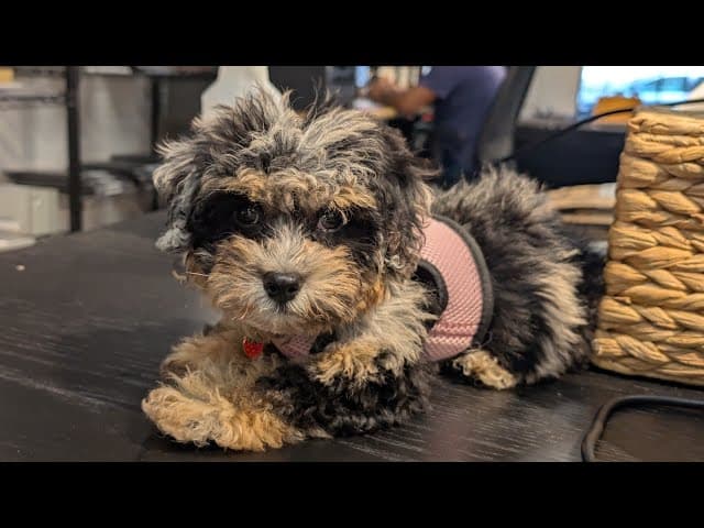 Unstable SMP: The Rise and Fall of the Invisible Mafia | Galaxy.ai