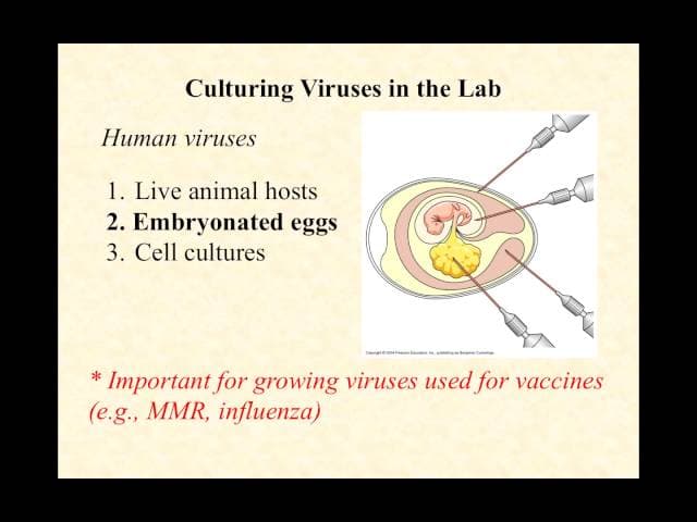The Extraordinary Life of Leonhard Euler: A Blind Mathematician's ...