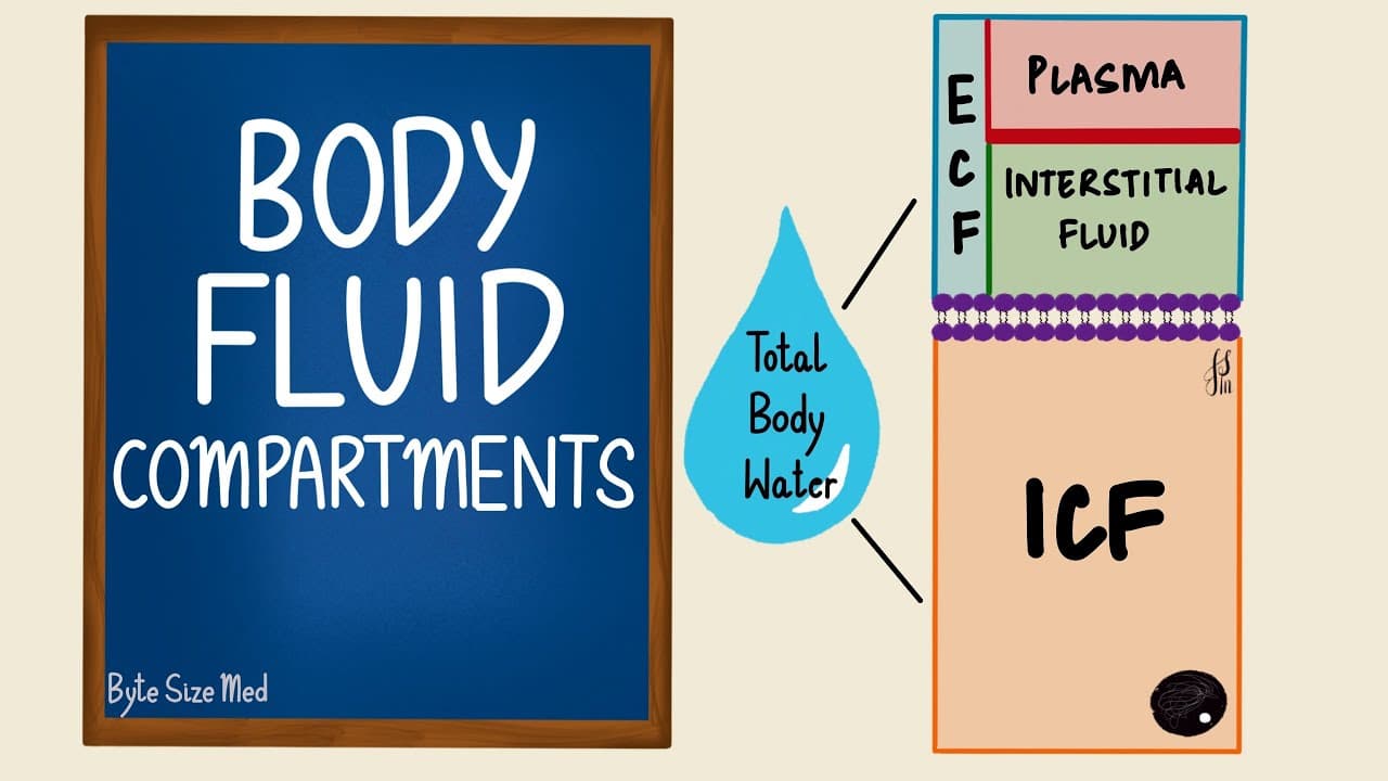 Understanding Body Fluid Compartments: ICF and ECF Explained | Galaxy