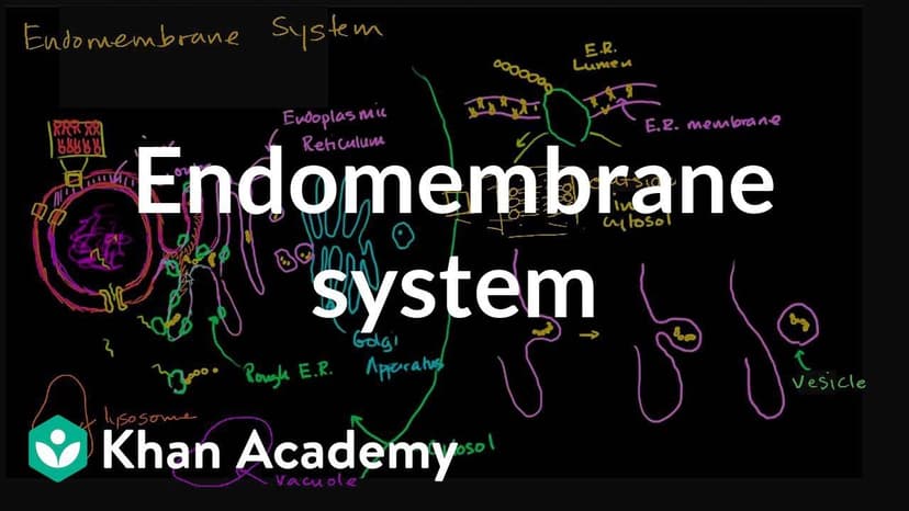Understanding the Endomembrane System in Eukaryotic Cells | Galaxy.ai