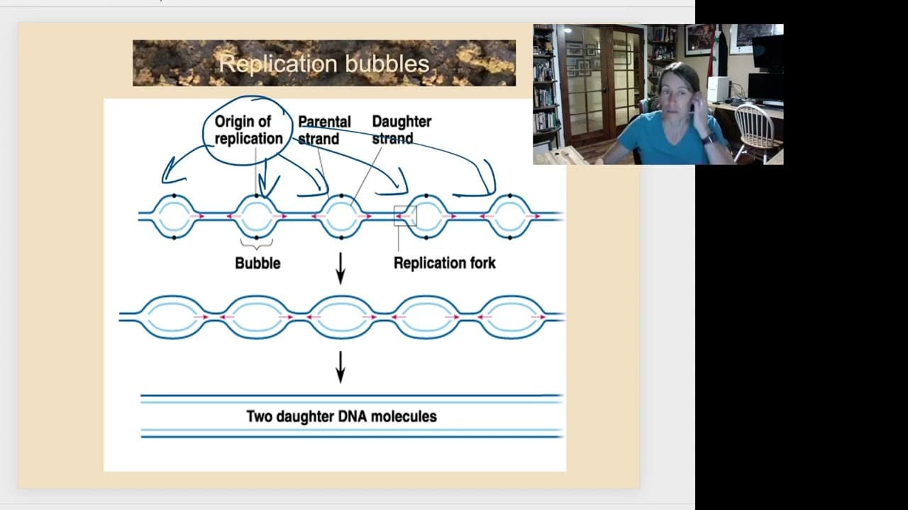 Understanding DNA Replication: The Role of Replication Bubbles | Galaxy ...