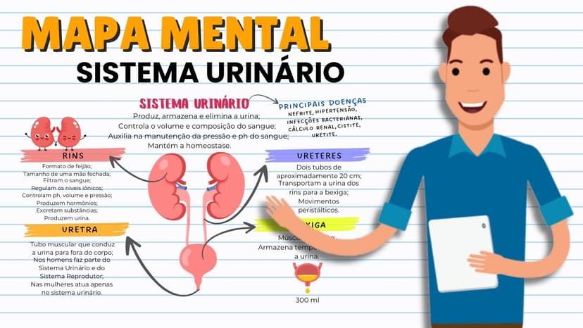 Understanding the Urinary System: A Simplified Mental Map | Galaxy.ai
