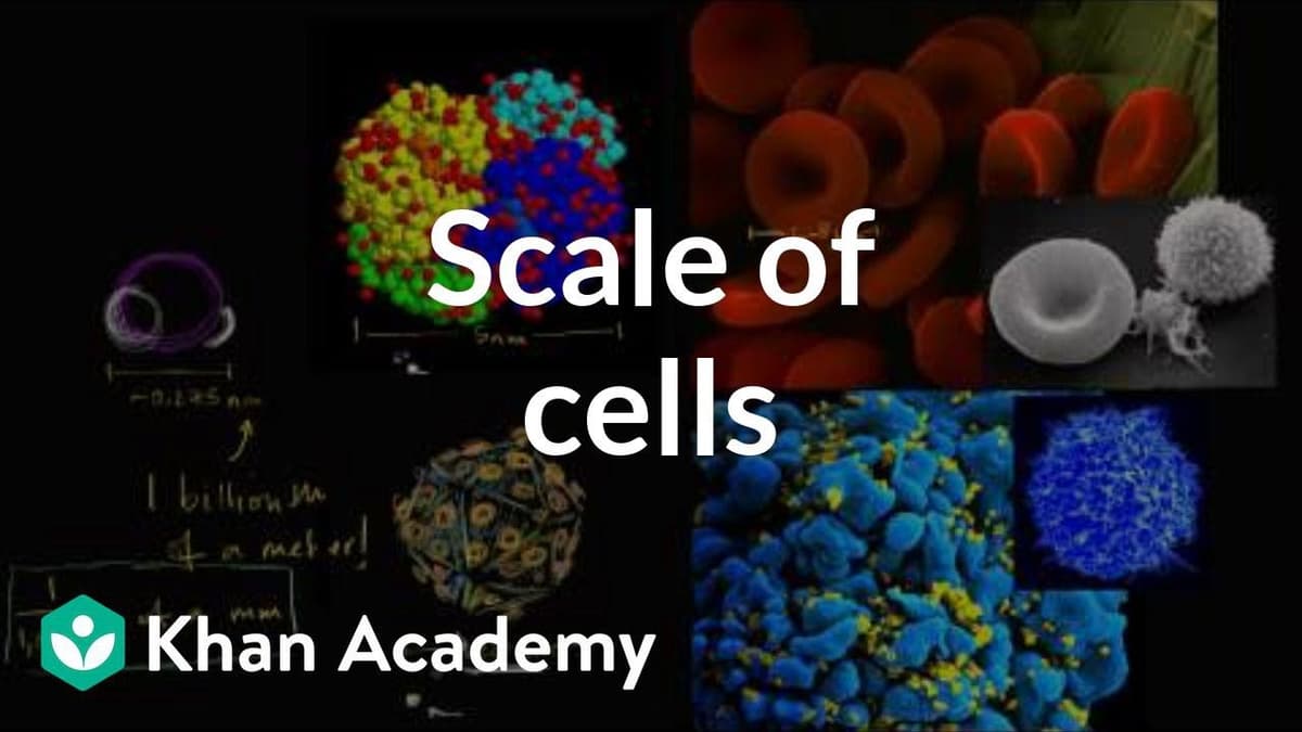 Understanding the Scale of Cells: From Molecules to Living Organisms ...