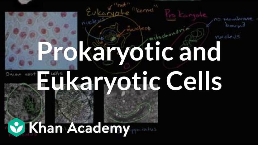 Understanding the Differences Between Prokaryotic and Eukaryotic Cells ...