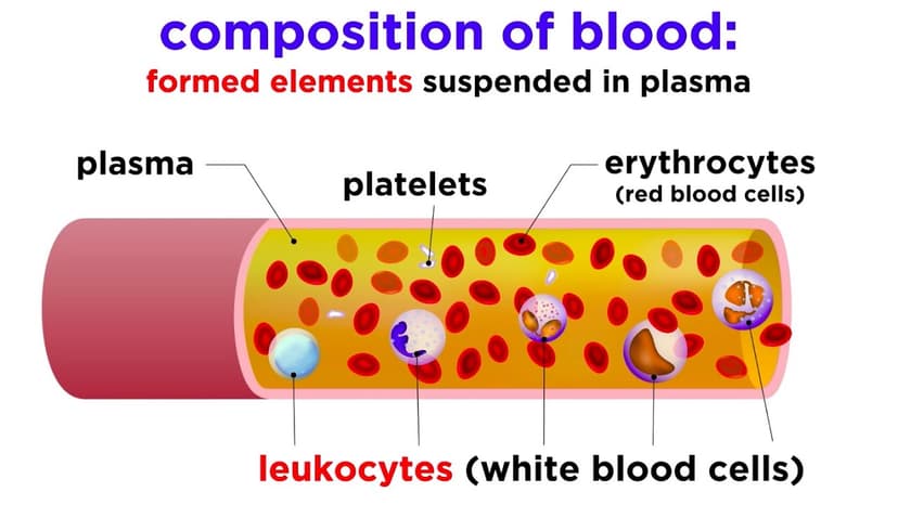 Understanding Blood: Composition, Function, and Importance | Galaxy.ai